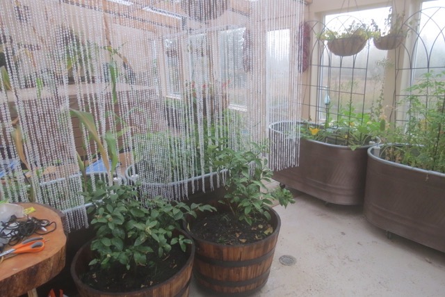 Year-Round Alaska Greenhouse | Ceres Greenhouse
